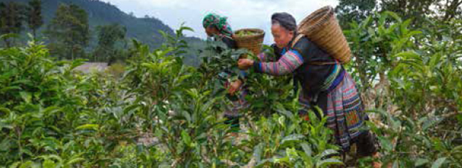 The Metropolitan Tea Company Inc. - Home