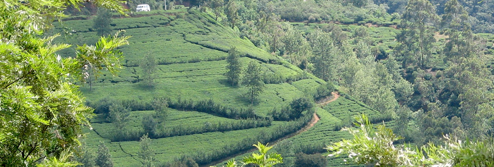 The Metropolitan Tea Company Inc. - Sri Lanka