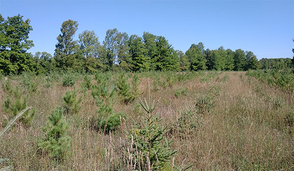 The Metropolitan Tea Company Inc. - Metro Environmental Action Program